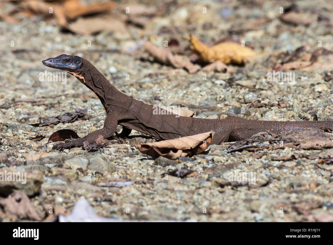 Species of monitor lizard hi-res stock photography and images - Alamy