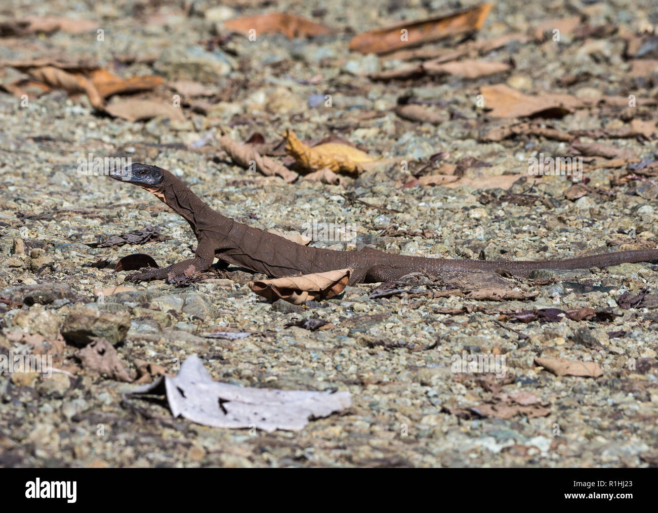 A Monitor lizard of unknown species turned its skin dark when basking ...