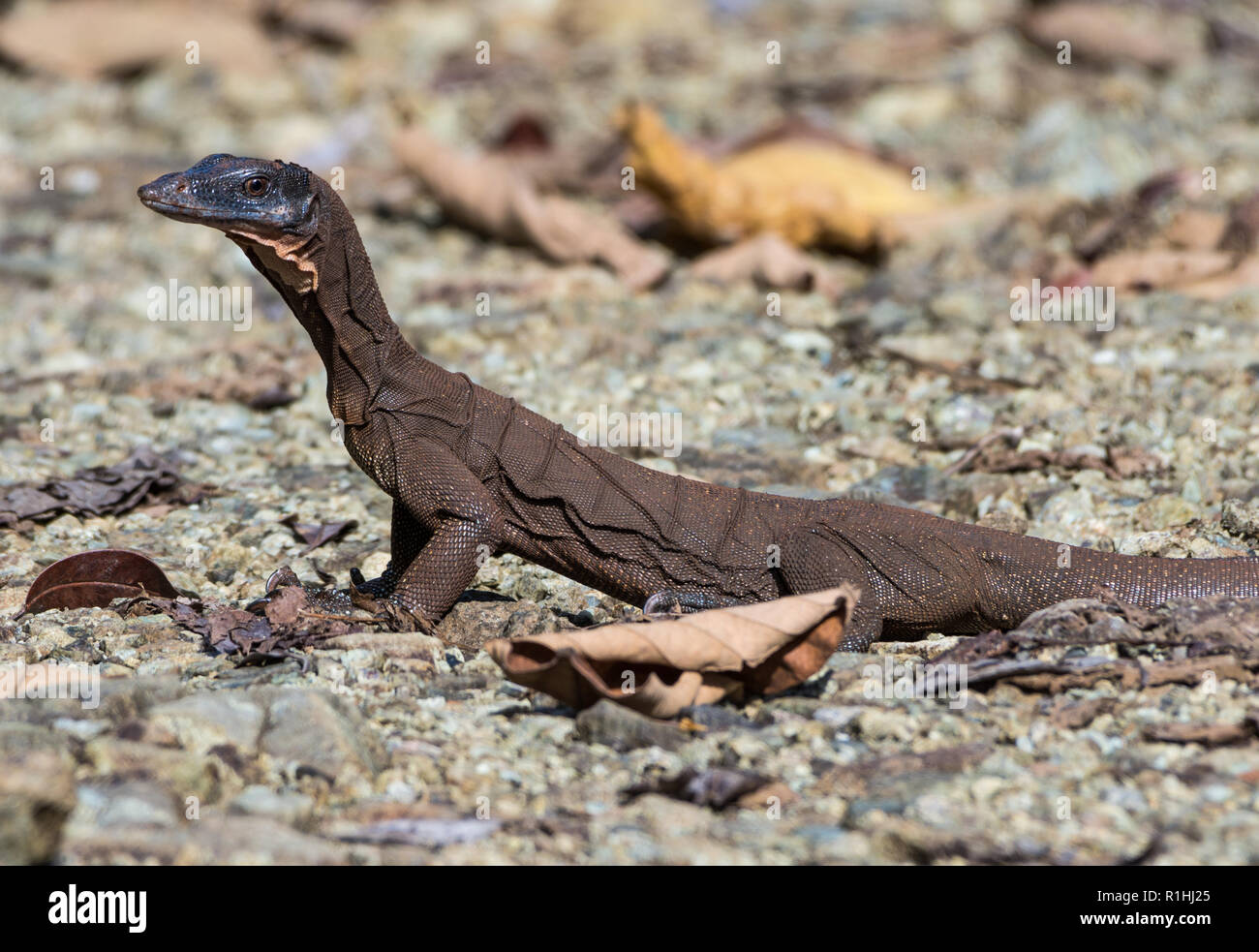 A Monitor lizard of unknown species turned its skin dark when basking ...