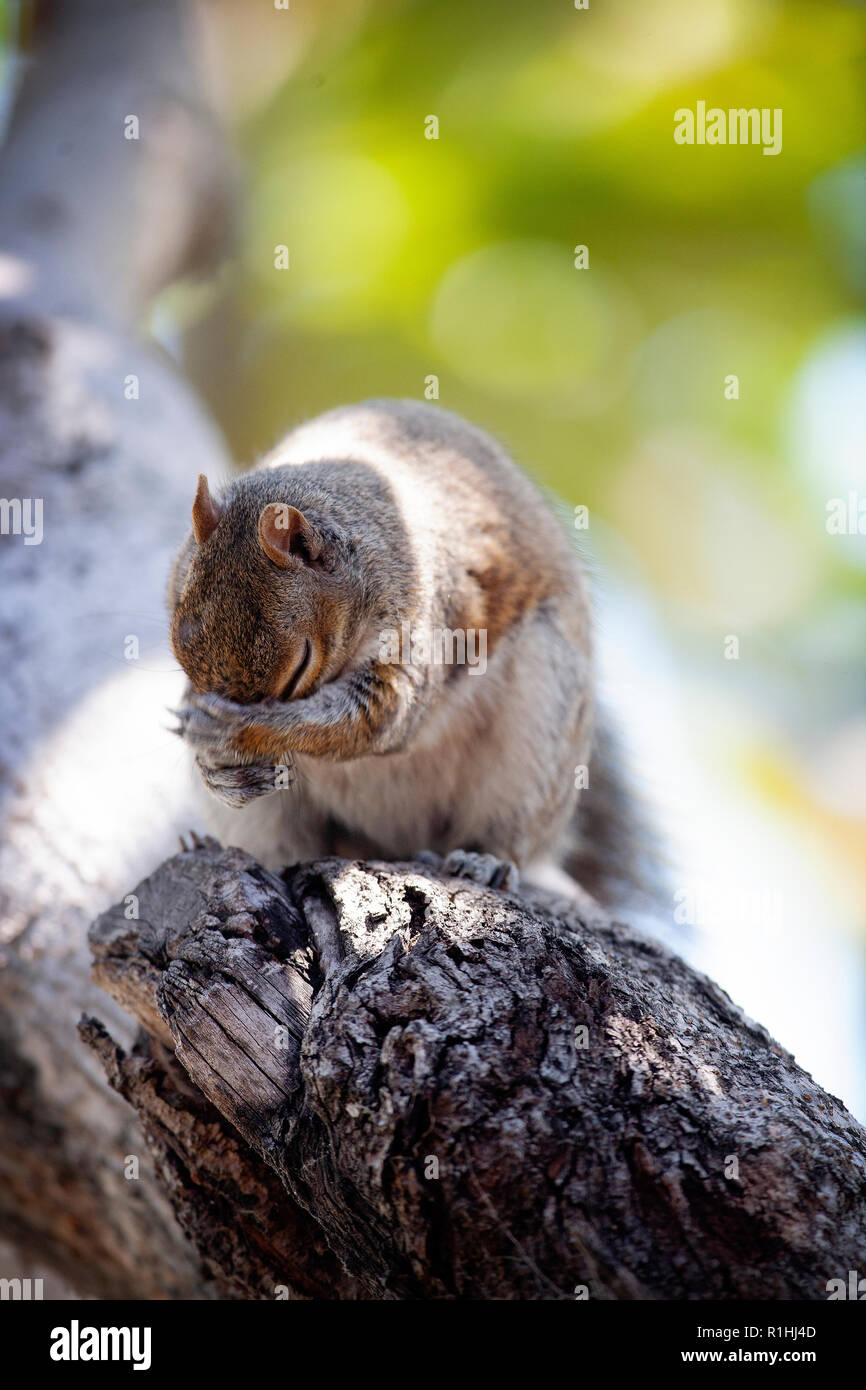 The western gray squirrel (Sciurus griseus) in Palo Alto, California ...