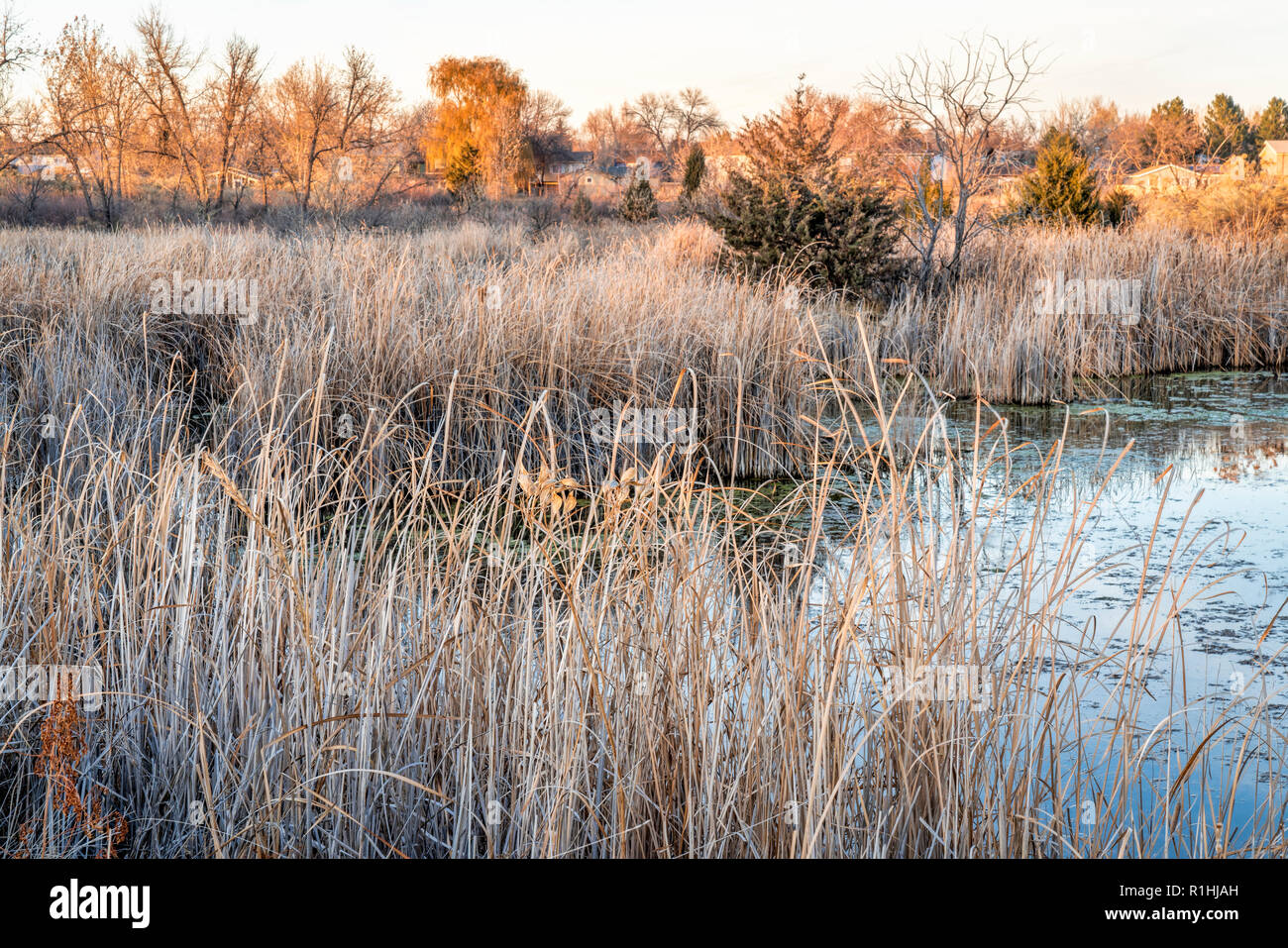 fall scenery in one of natural areas in Fort Collins, Colorado along ...