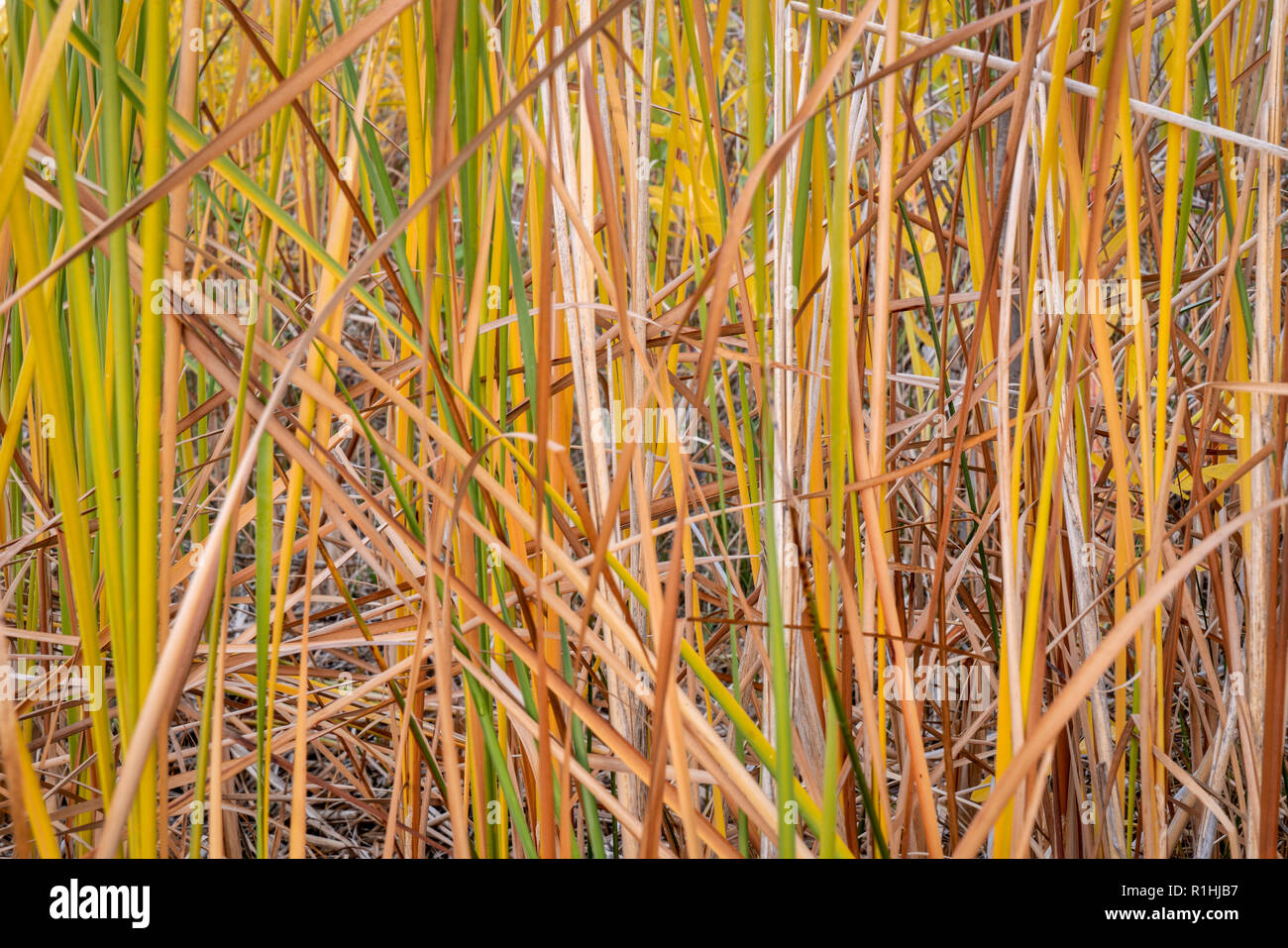reeds background - a slake shore in Colorado in early fall Stock Photo ...
