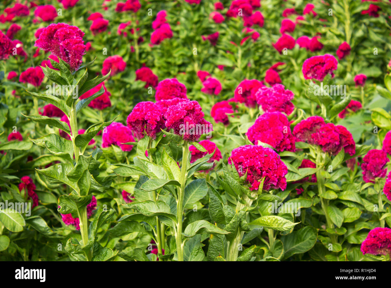 Moco de Guajolote flower Stock Photo - Alamy