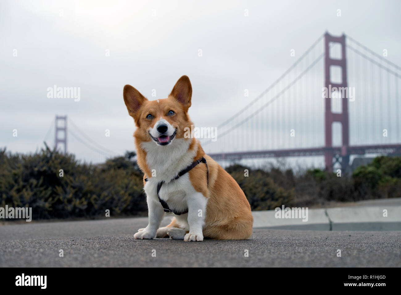 Golden corgi hi-res stock photography and images - Alamy