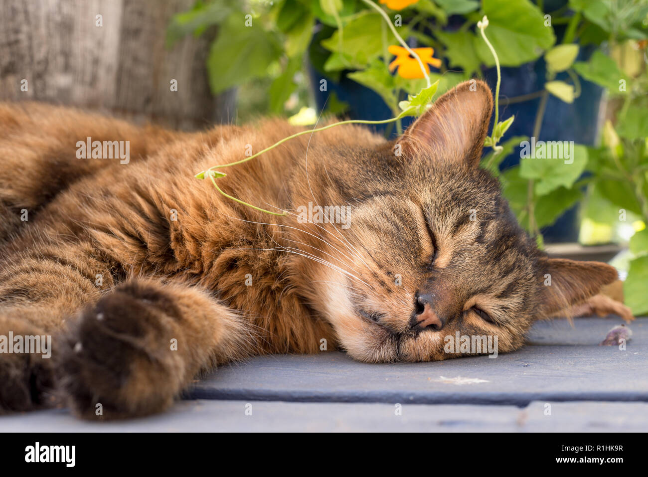 Cat laying on deck, Oregon Stock Photo - Alamy