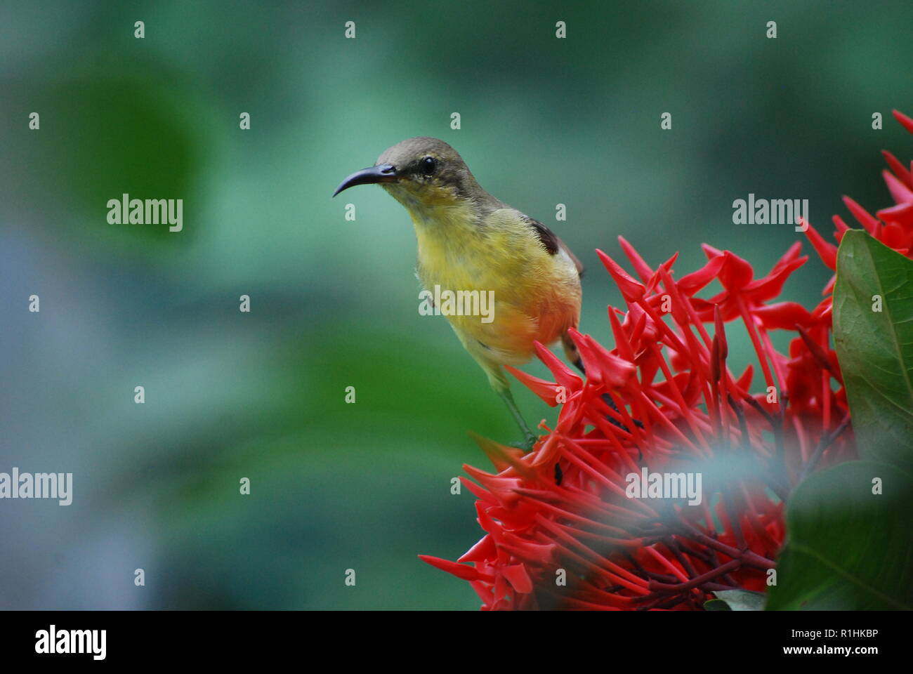 Beautiful sunbird hi-res stock photography and images - Alamy