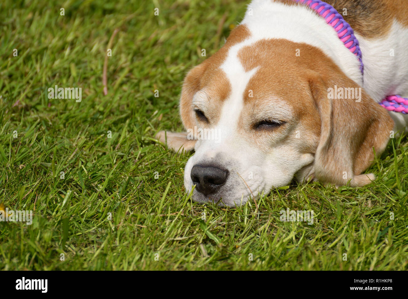 Fell hound hi-res stock photography and images - Alamy