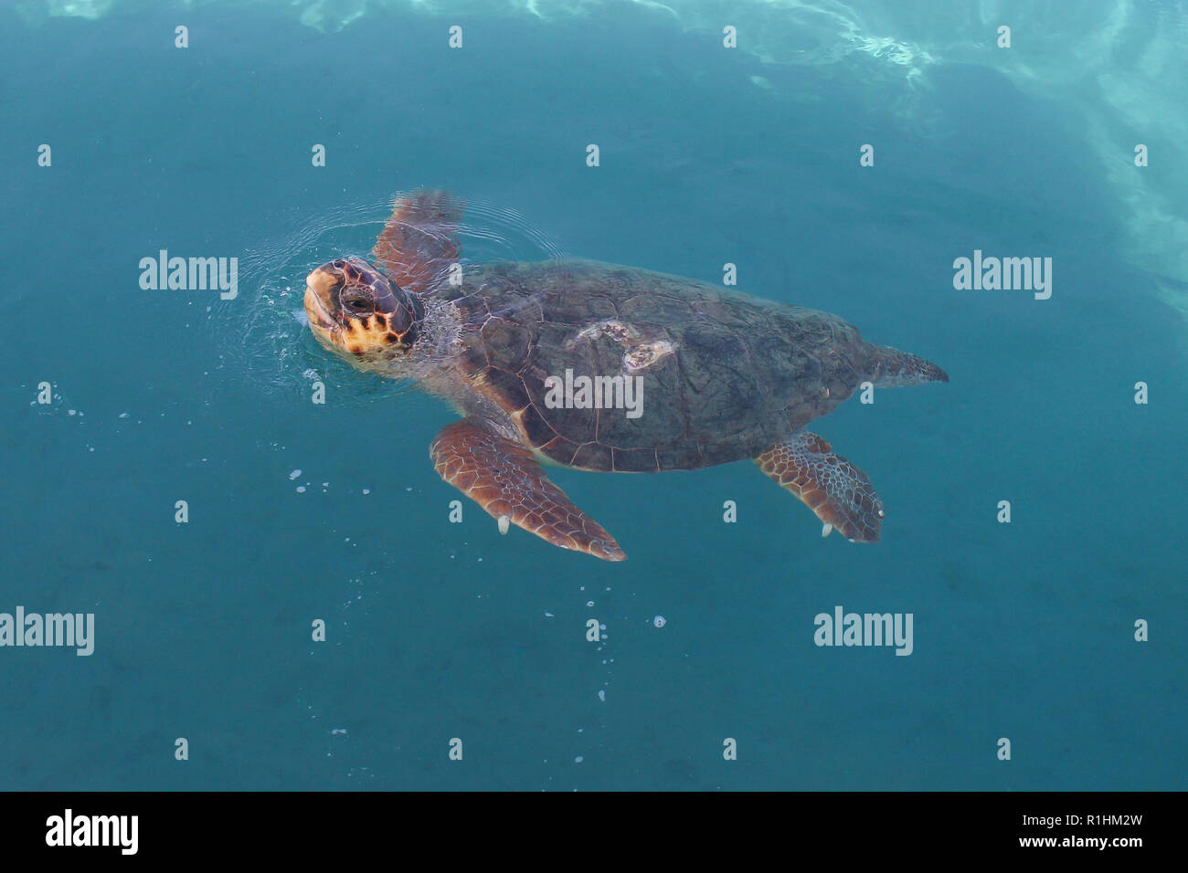 Greek sea turtles hi-res stock photography and images - Alamy