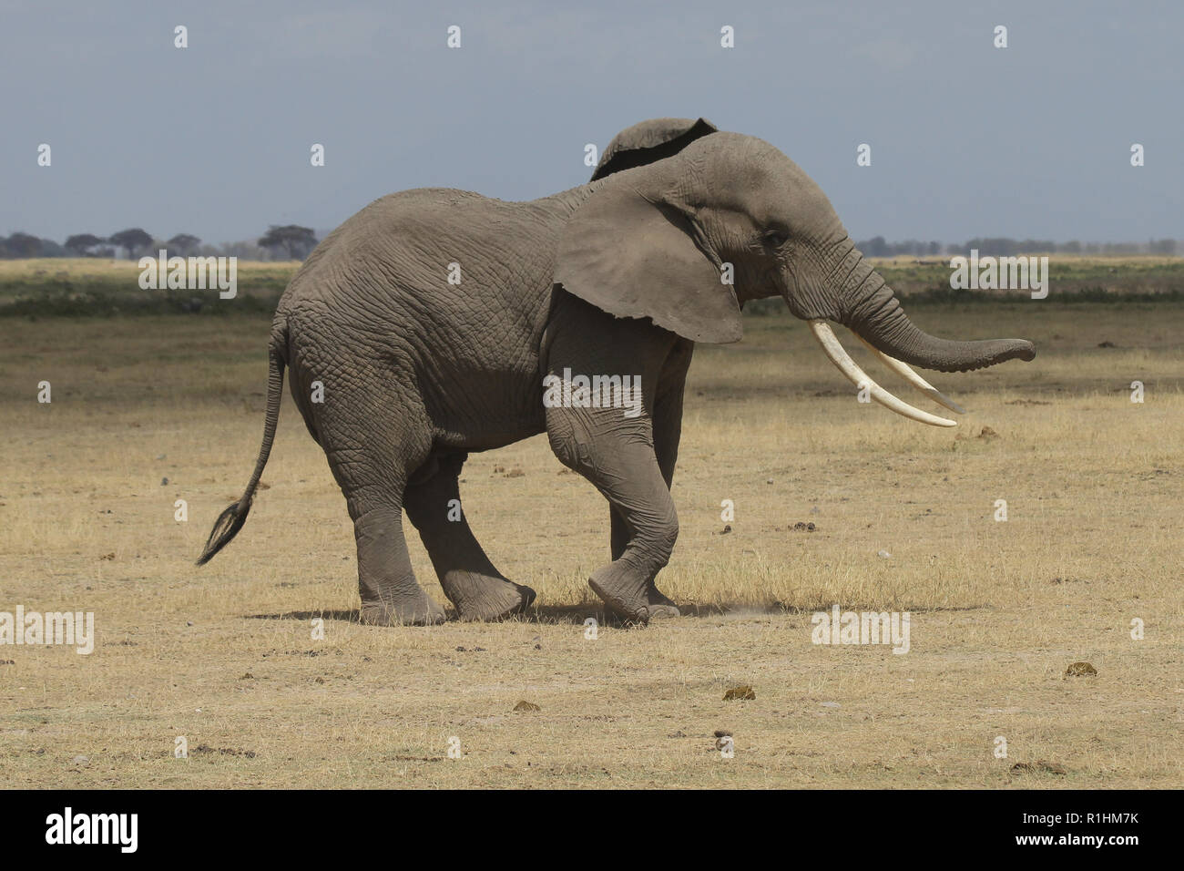 An elephant performing it`s show Stock Photo - Alamy