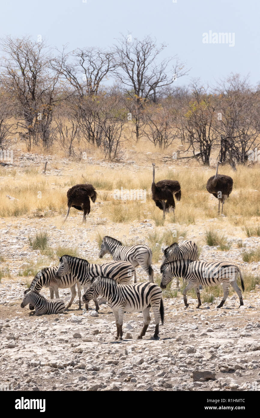 Mixture variety hi-res stock photography and images - Alamy