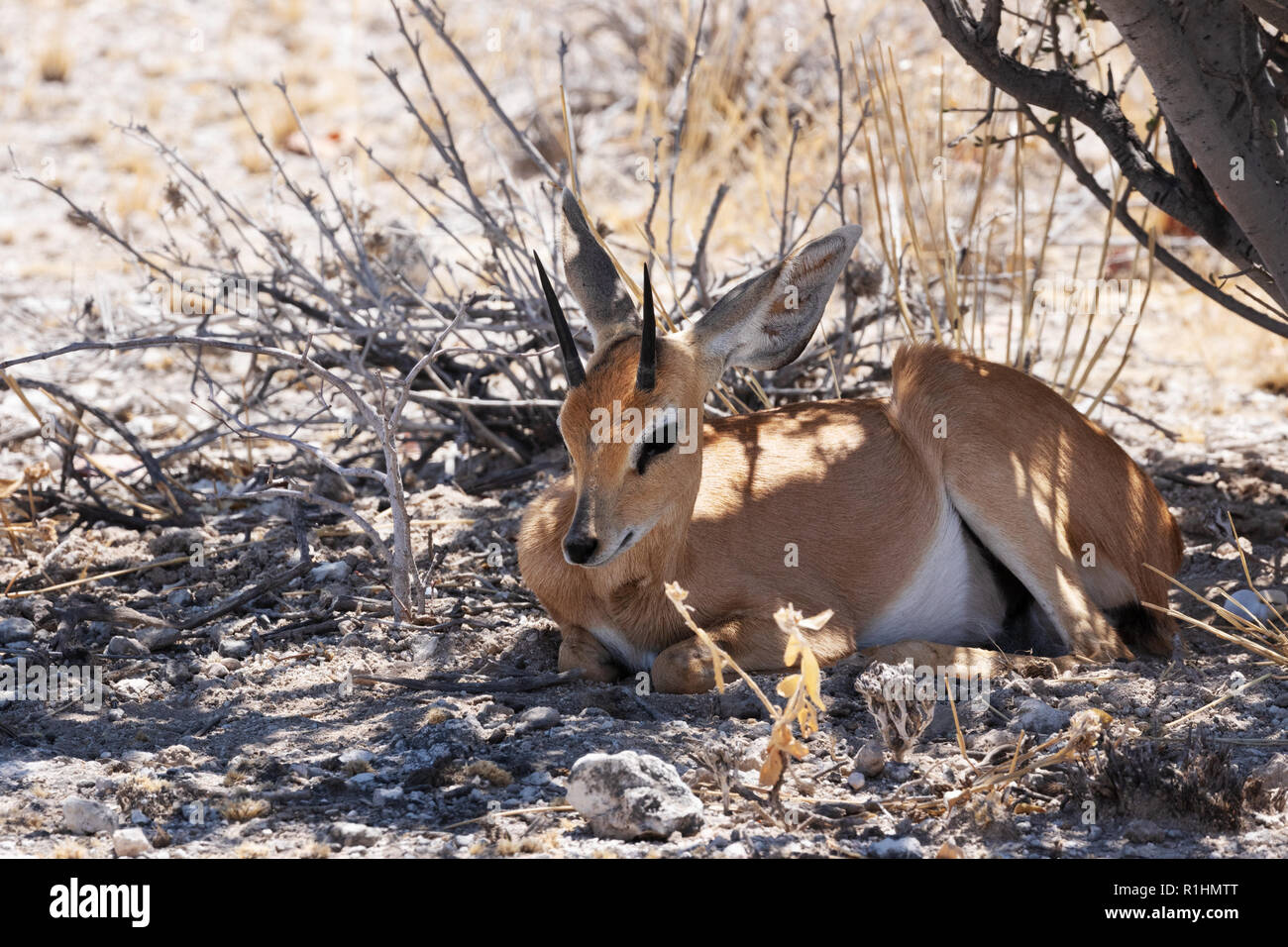 Small antelope hi-res stock photography and images - Alamy