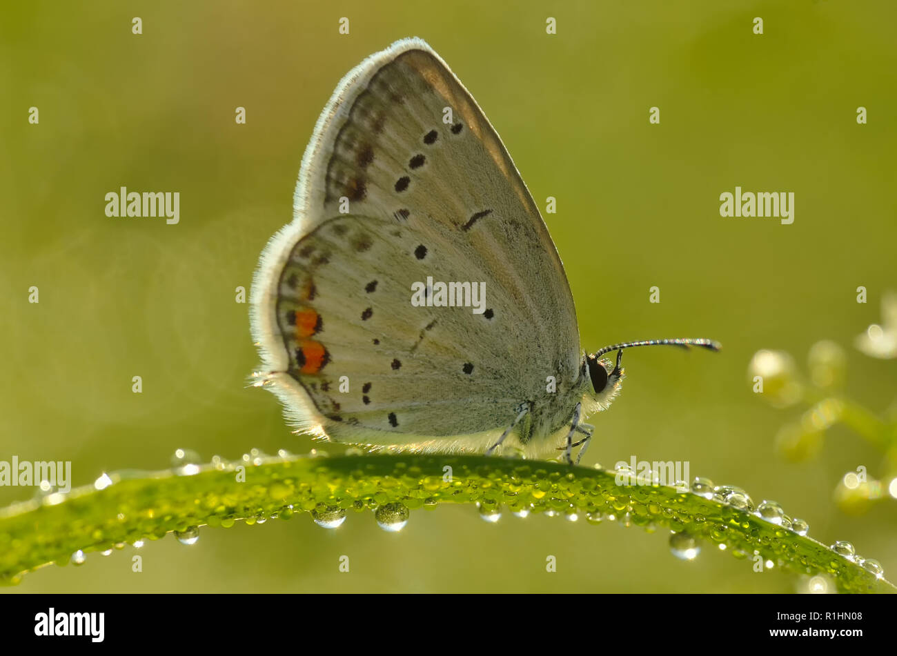 Colorful Flying Fairy Stock Photo - Alamy