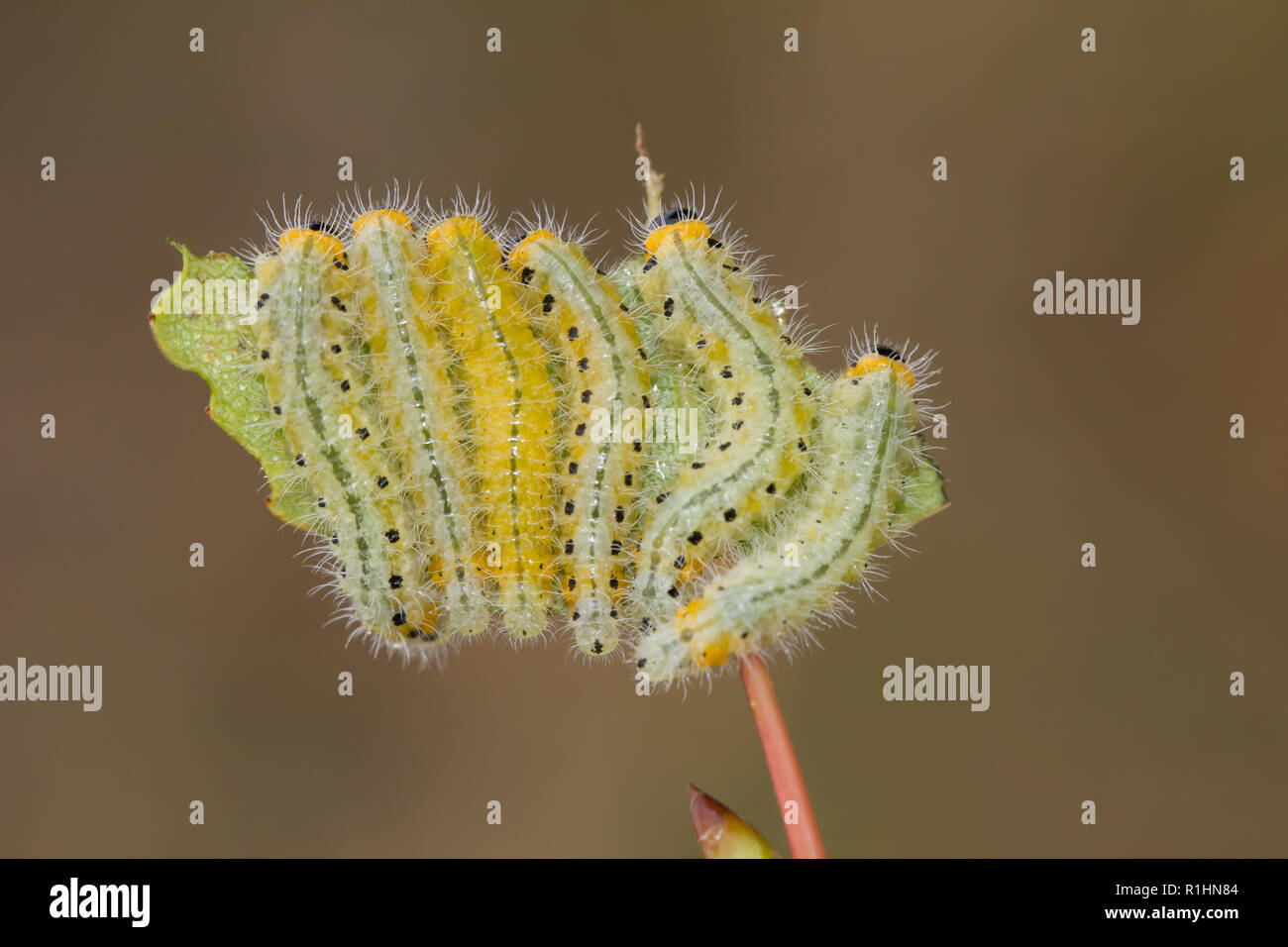 Cladius hi-res stock photography and images - Alamy