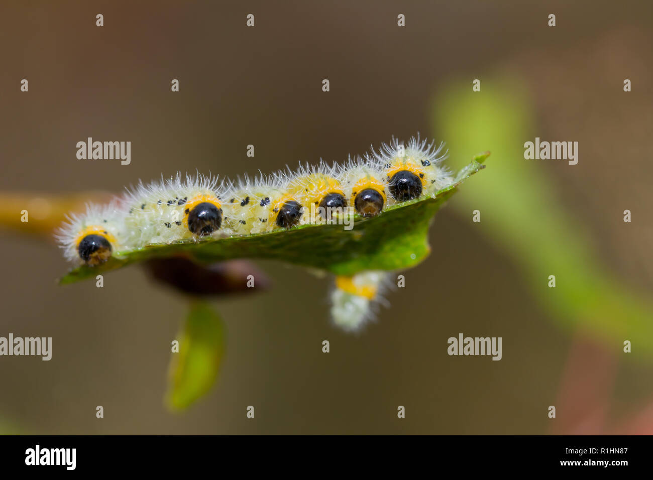 Symphyta larva hi-res stock photography and images - Alamy