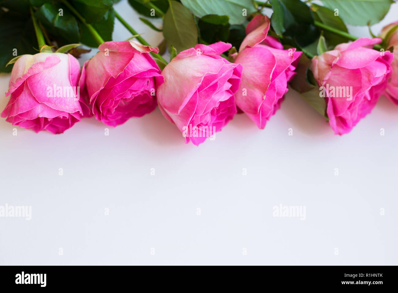 pink roses lay in a row on a white table, close-up Stock Photo - Alamy