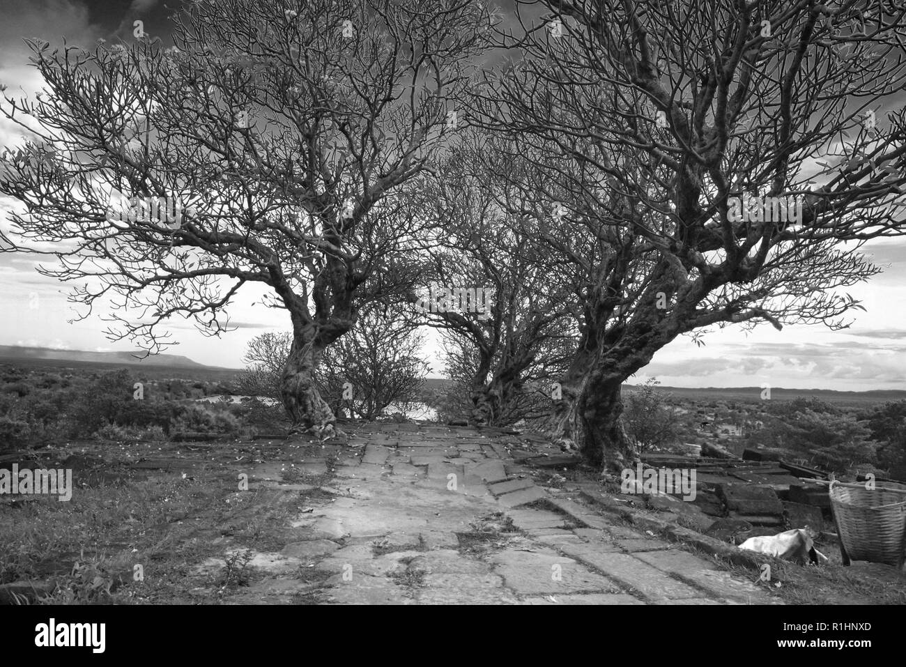 Trees with high branches Stock Photo - Alamy