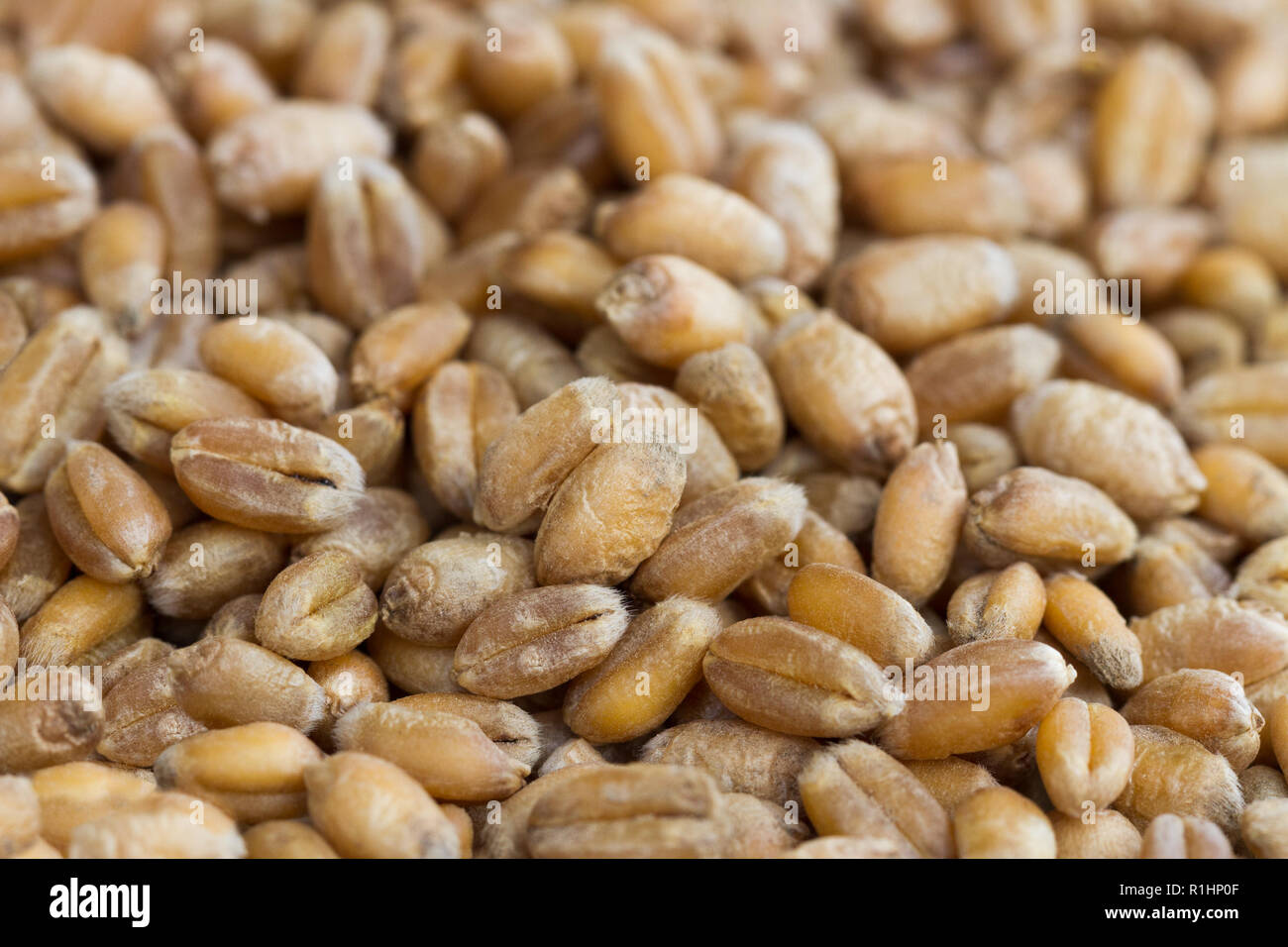 Natural surface of ripe grain Stock Photo - Alamy