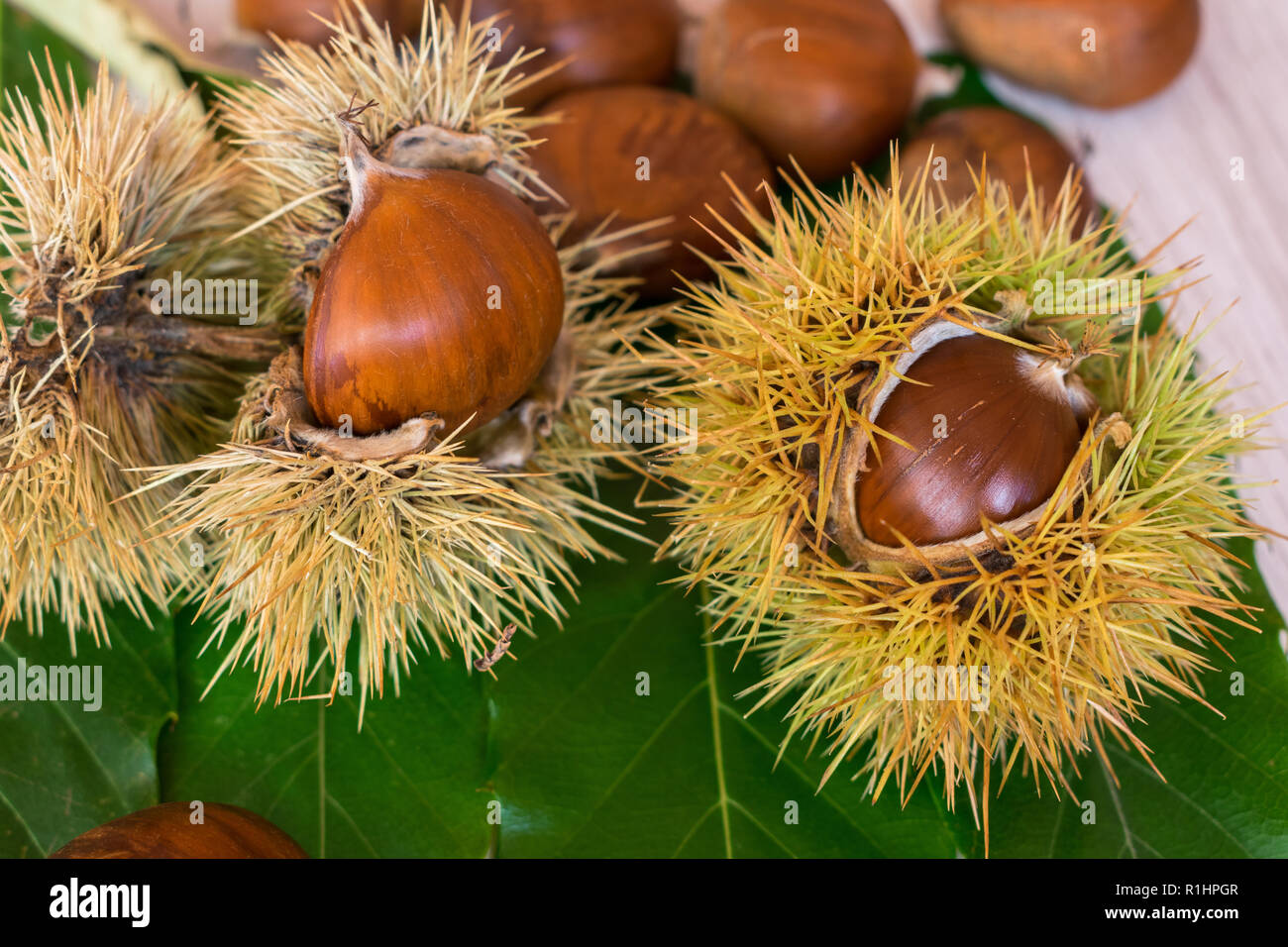 Chestnuts with the hedgehog hi-res stock photography and images - Alamy
