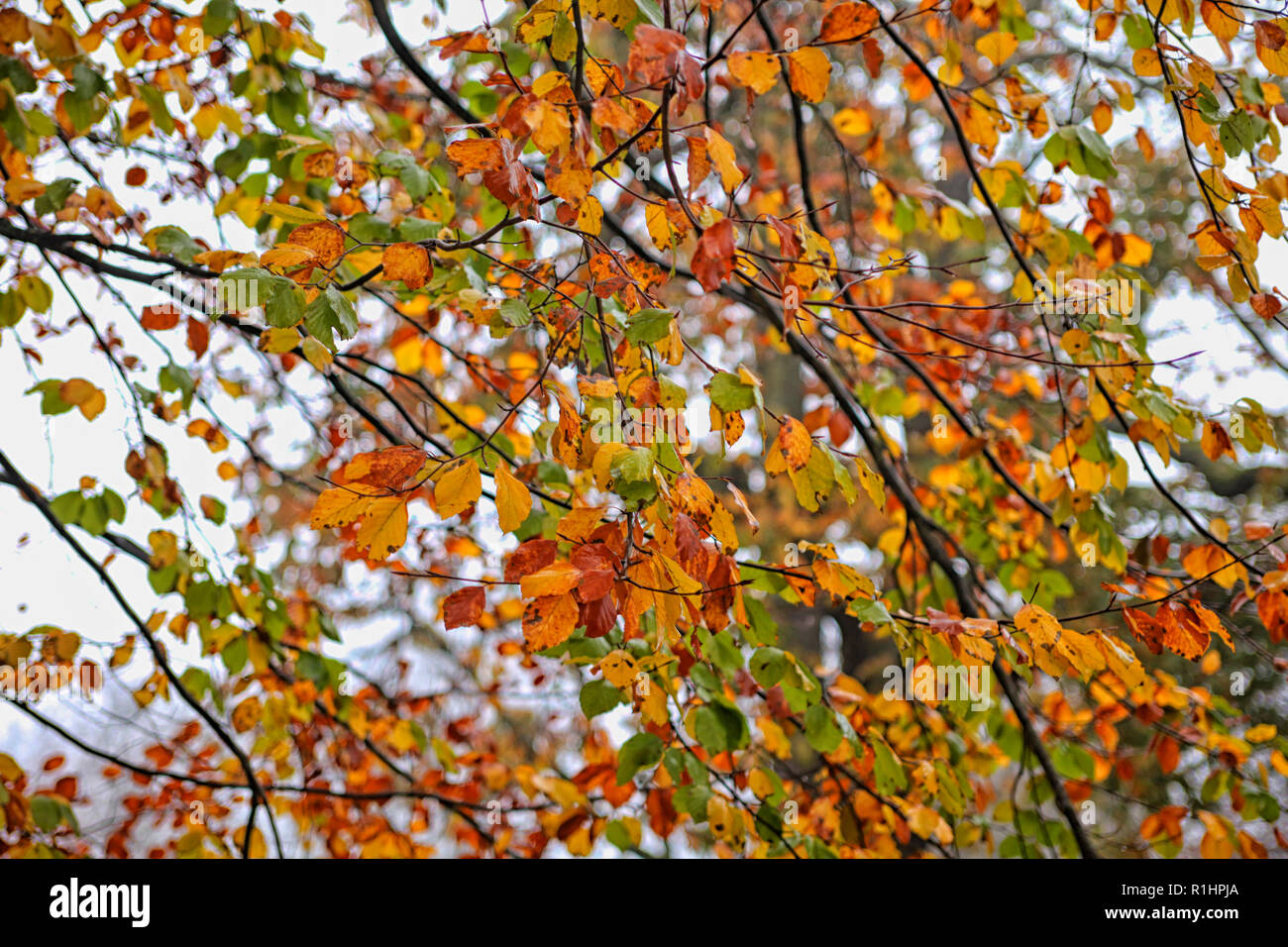 Tree with many fall colors in autumn Stock Photo - Alamy