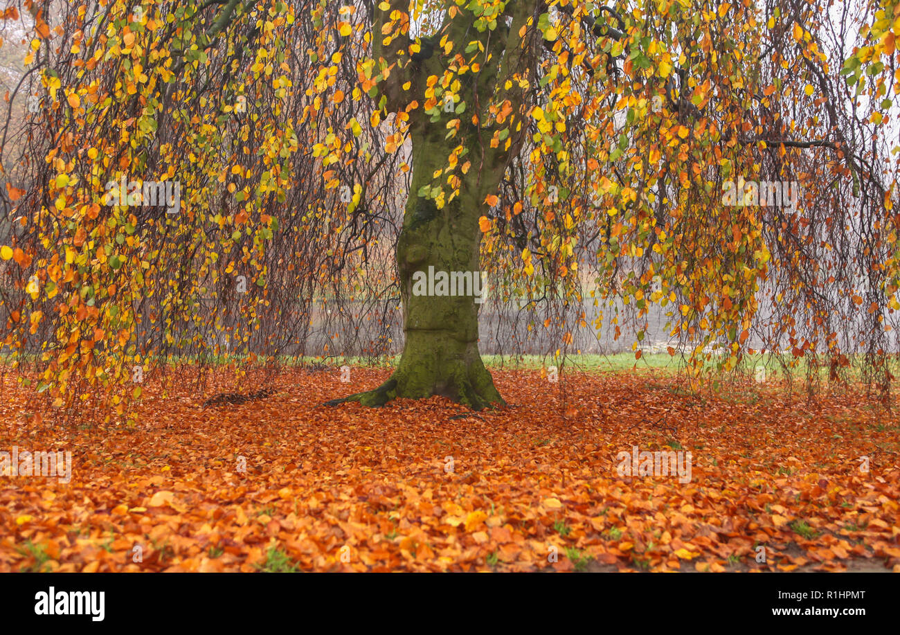 The willow tree orange hi-res stock photography and images - Alamy