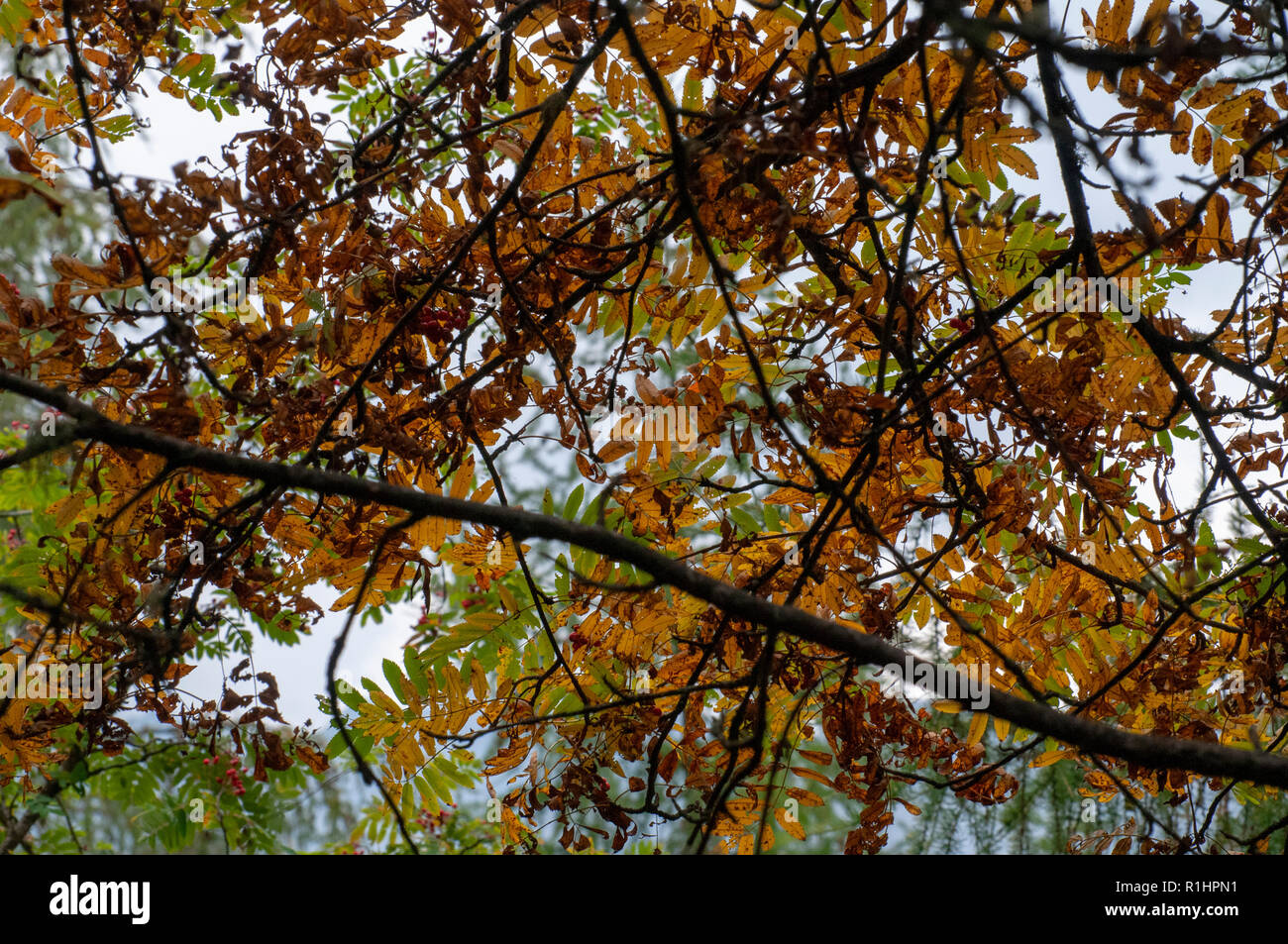 Red, Orange and Gold Autumn coloured leaves with blue sky background ...