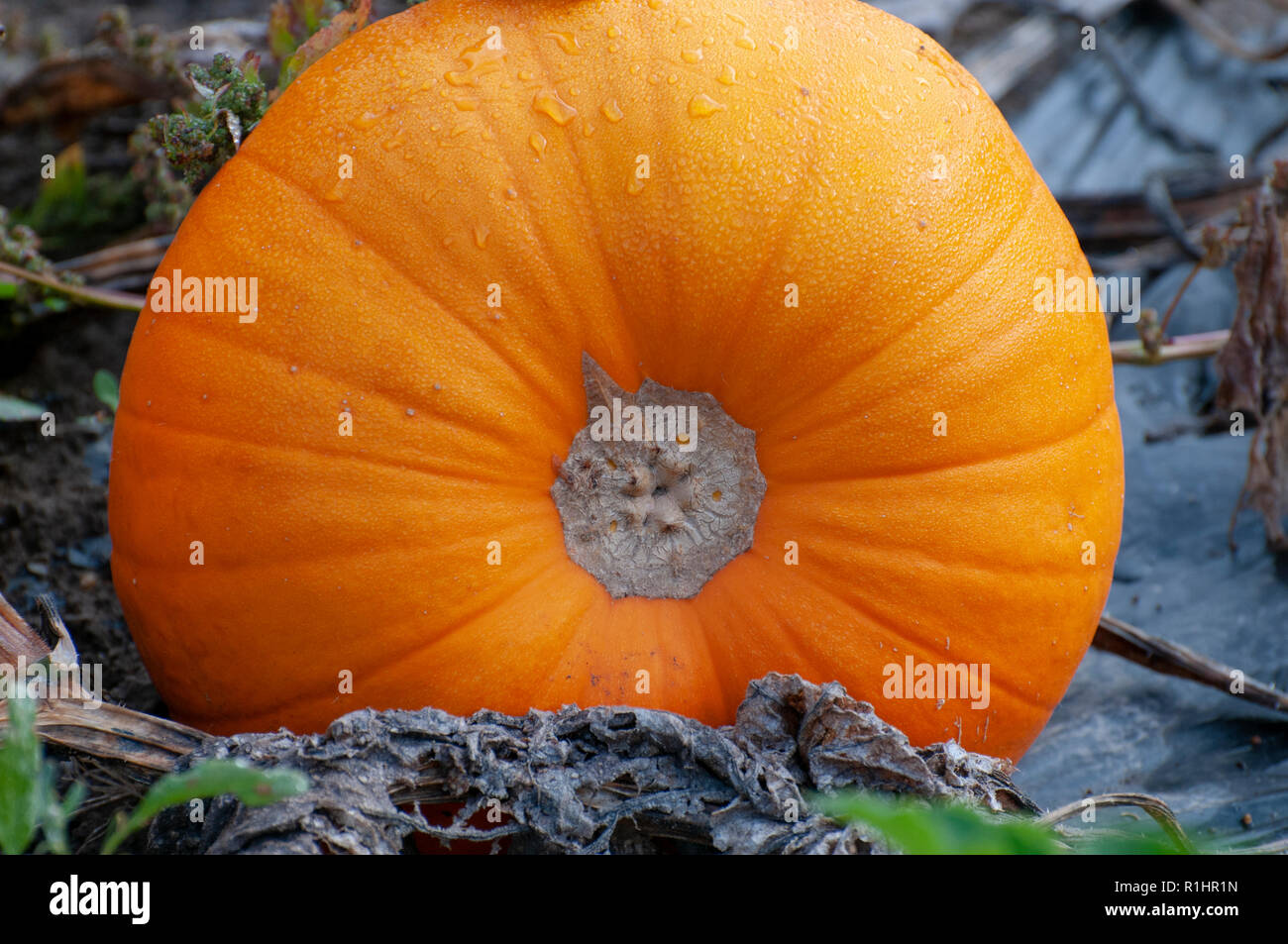 close up of ripe orang pumpkins in Pumpkin field. Pumpkins (Cucurbita ...