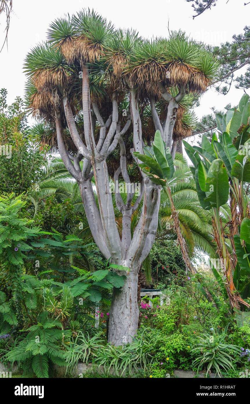 large old dragon tree in a park Stock Photo - Alamy