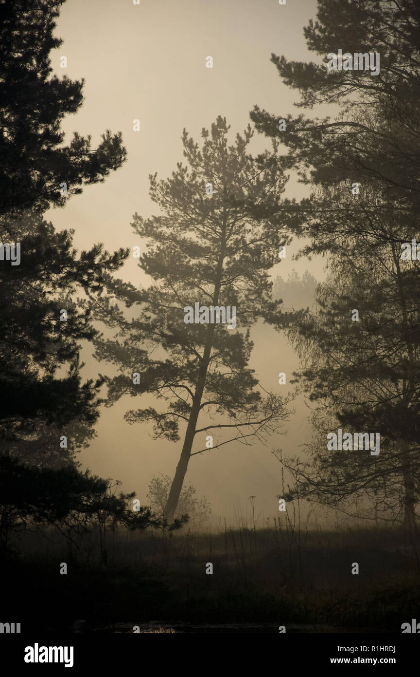 Mystic autumn tree in the morning fog Stock Photo - Alamy