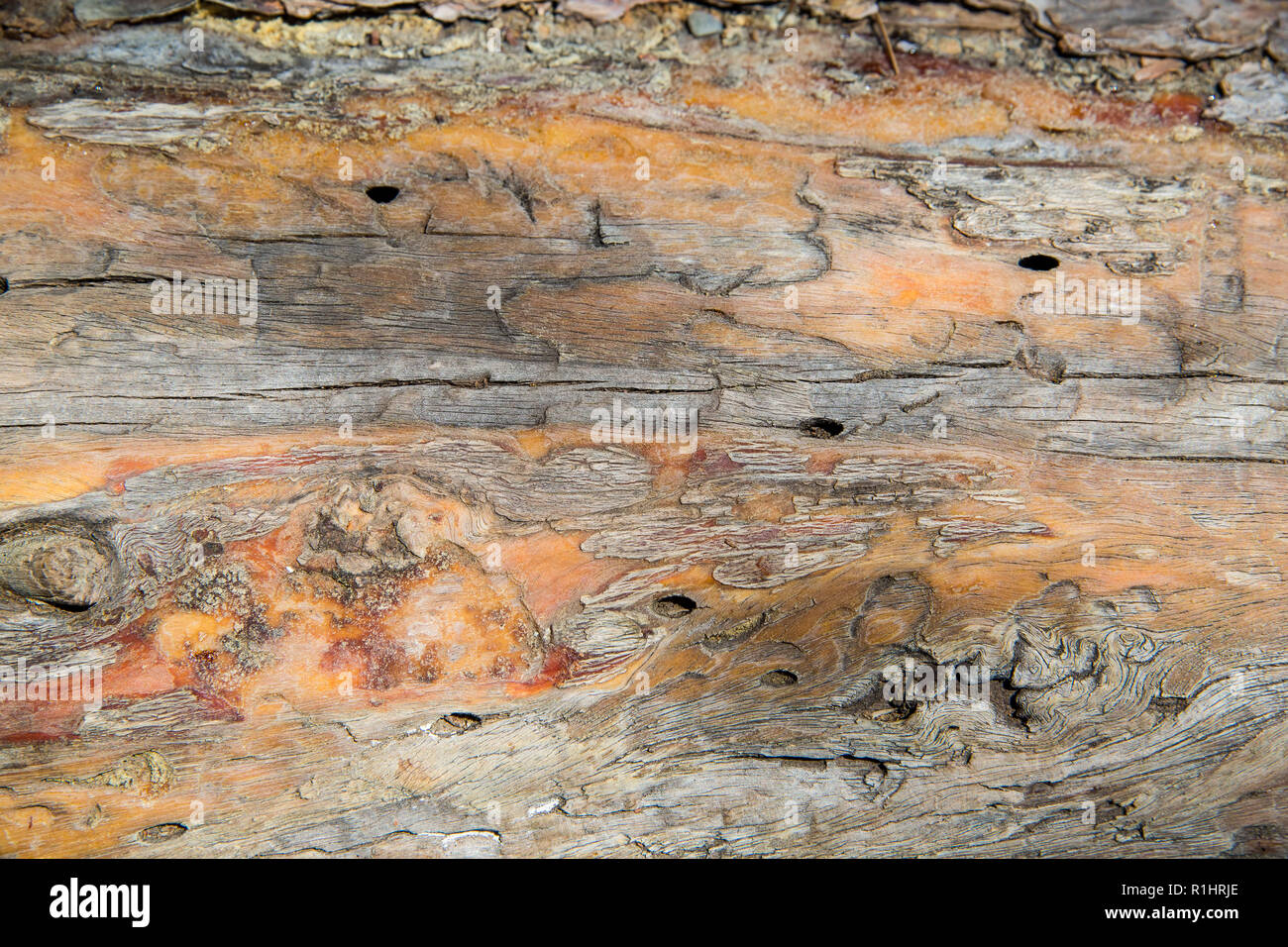 Closeup stripped bark hi-res stock photography and images - Alamy