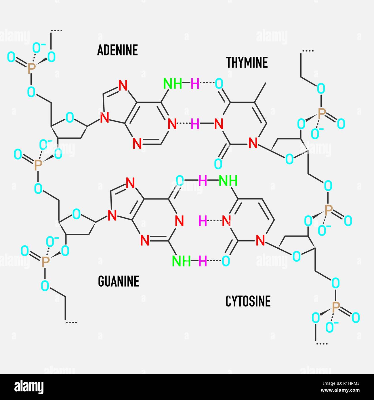 DNA molecule structure Stock Vector Image & Art - Alamy