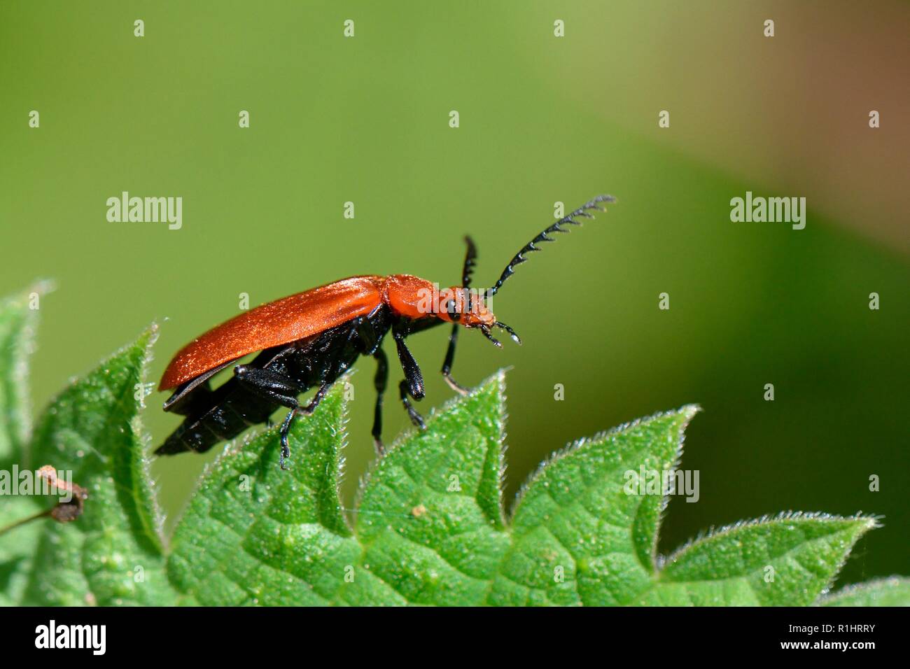 A Red-headed cardinal beetle (Pyrochroa serraticornis) preparing to ...