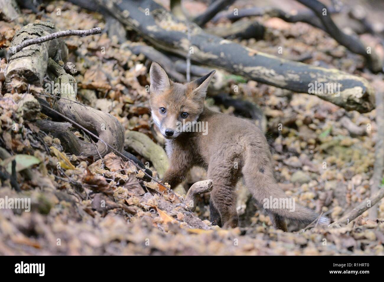 Red fox (Vulpes vulpes) cub peering from the entrance to its earth ...