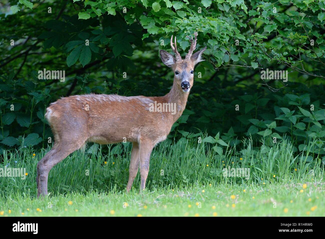Roe deer (Capreolus capreolus) buck looking up after grazing a grassy ...