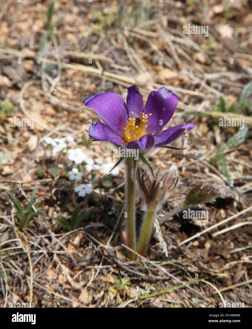 Flower in Gorkhi-Terelj National Park. Mongolia Stock Photo - Alamy