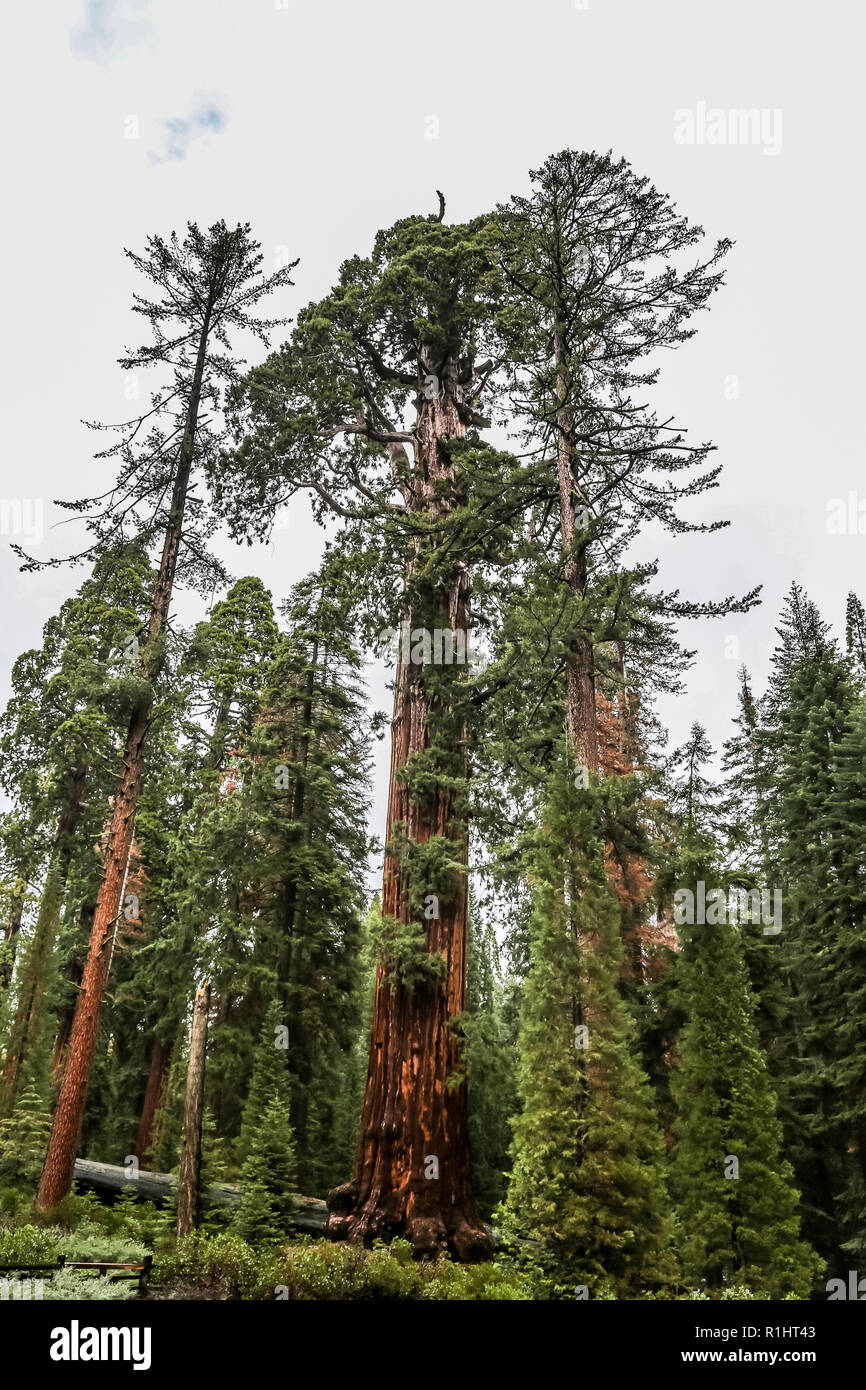 (sequoiadendron giganteum) in fog hi-res stock photography and images ...