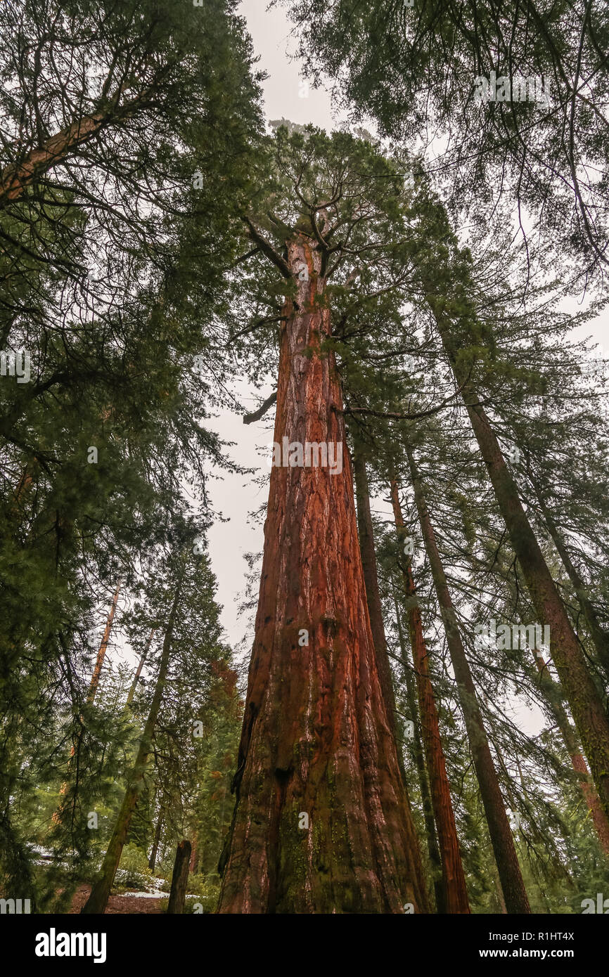 low angle view of giant sequoias in sequoia national park california ...