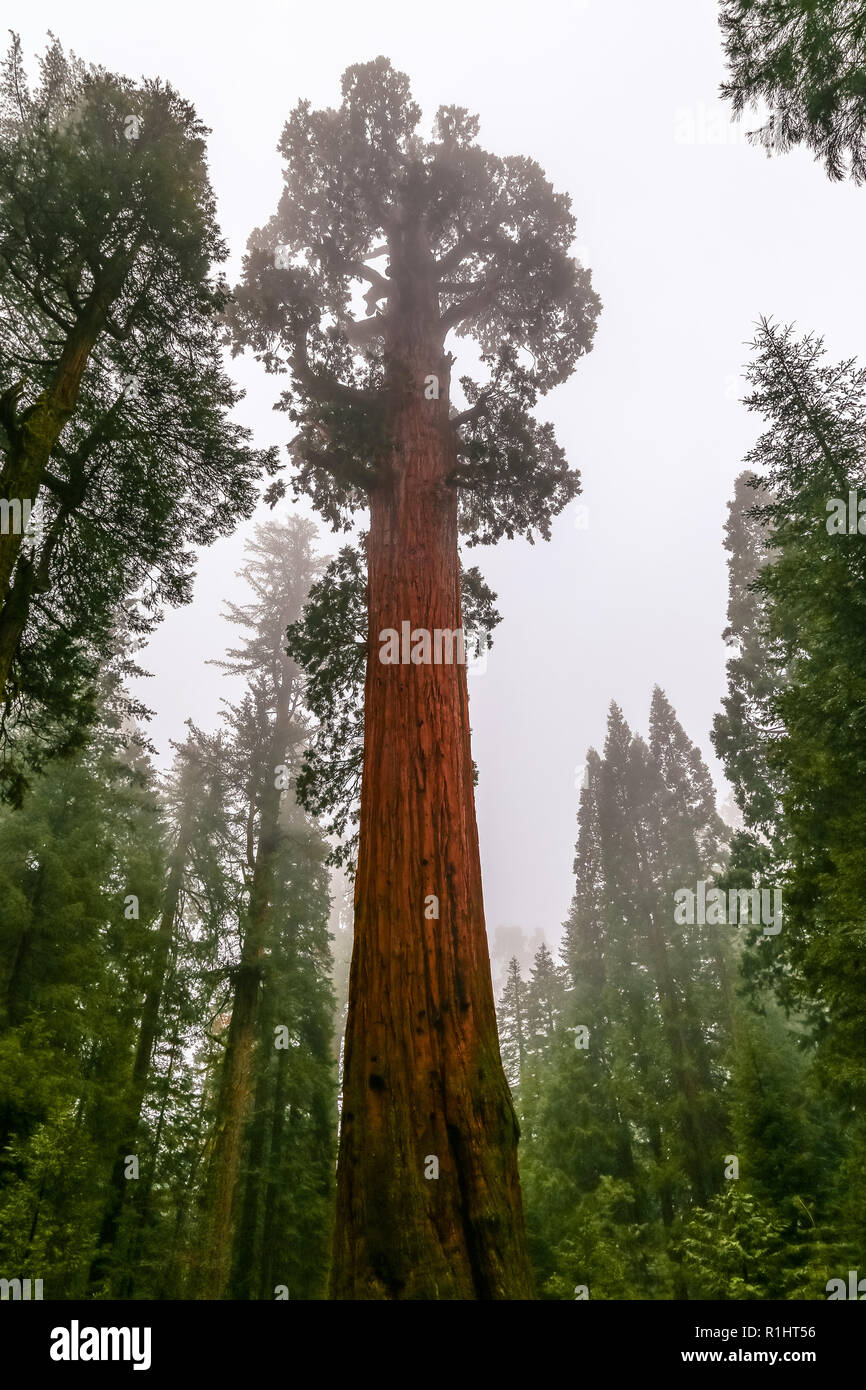 low angle view of giant sequoias in sequoia national park california ...