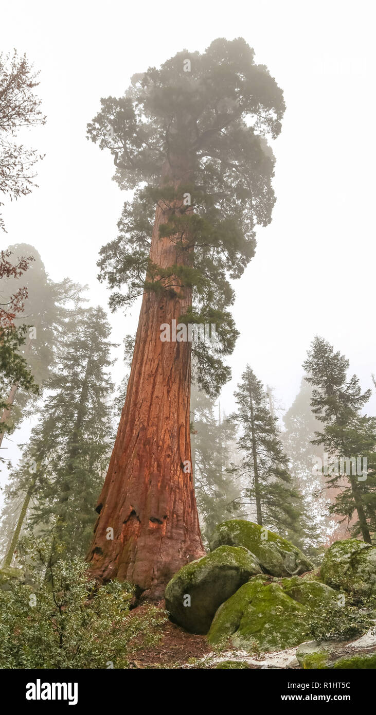 Giant sequoia snow hi-res stock photography and images - Alamy