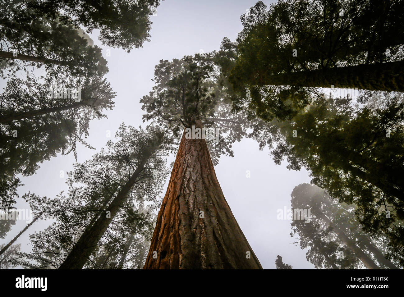 Sequoias national park hi-res stock photography and images - Alamy