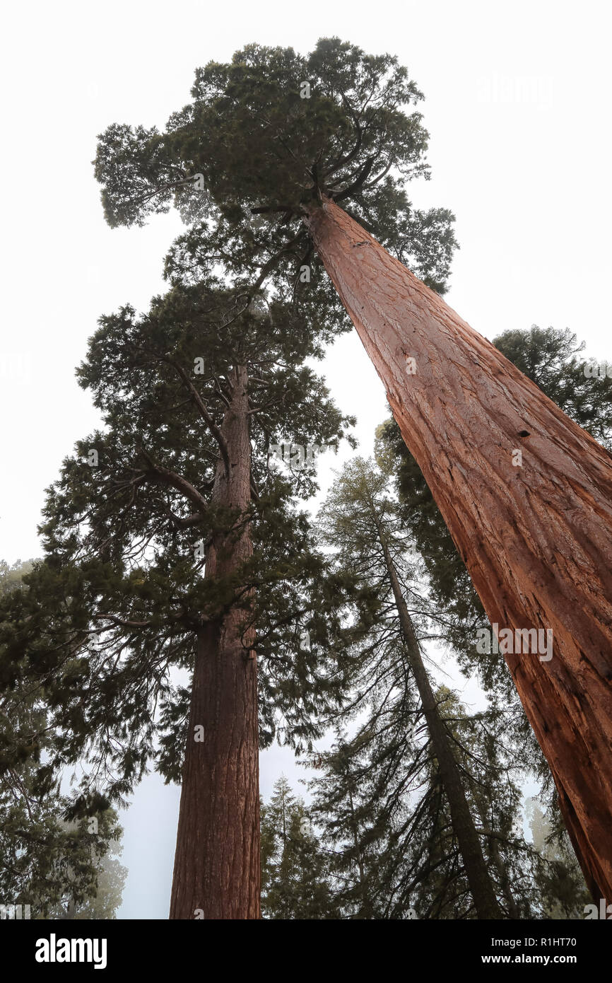 Giant sequoias hi-res stock photography and images - Alamy