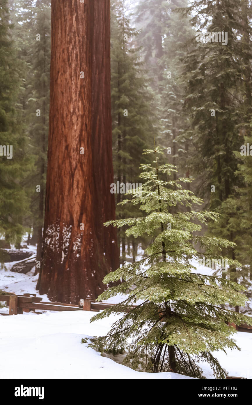 Giant sequoia trees kings canyon winter hi-res stock photography and ...