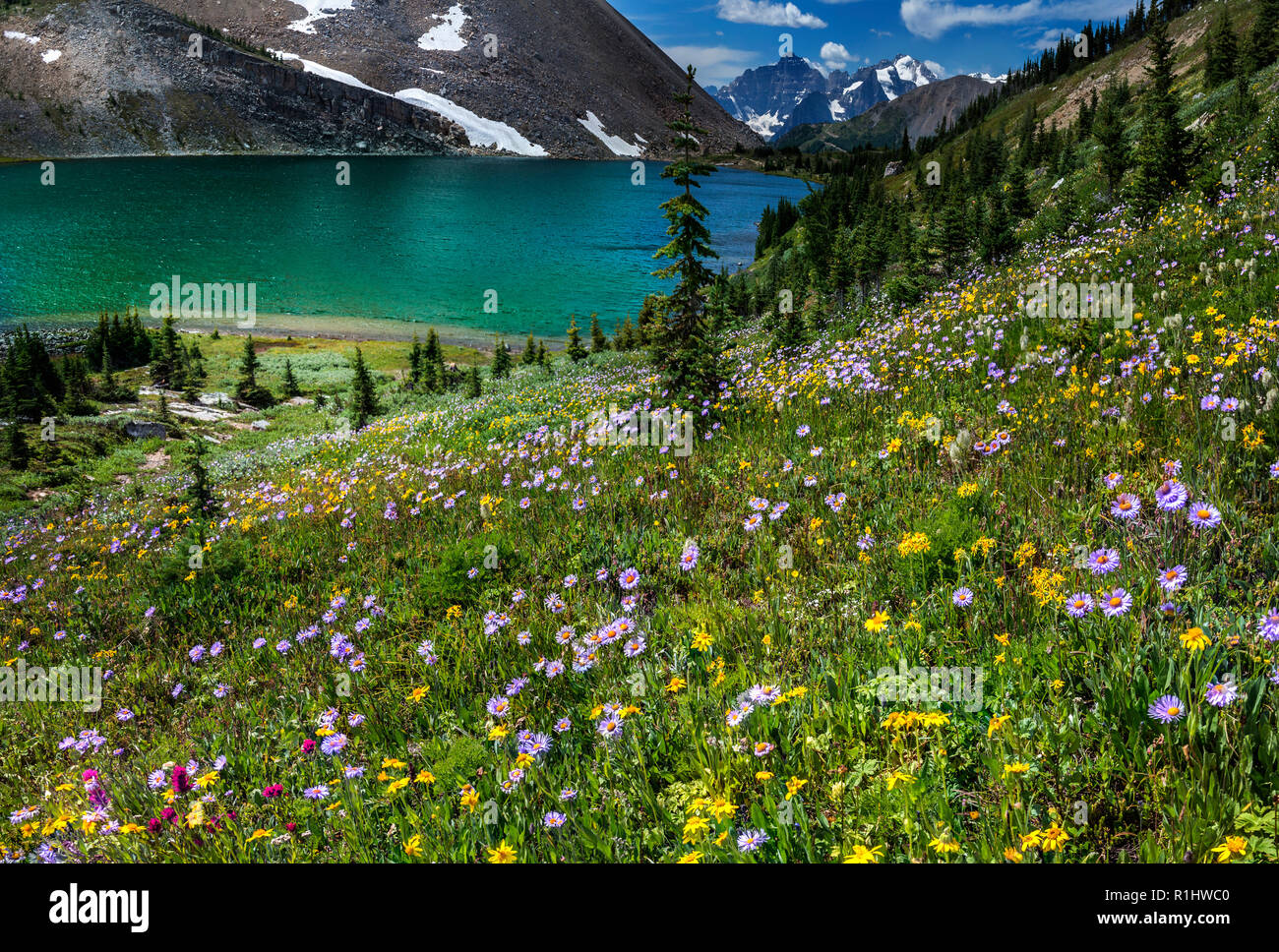 Rocky mountain meadow flowers hi-res stock photography and images - Alamy