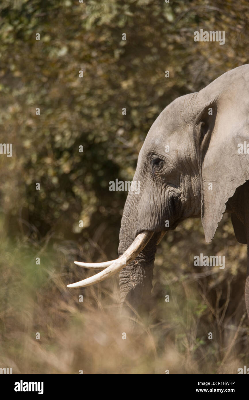 Elephant side view hi-res stock photography and images - Alamy