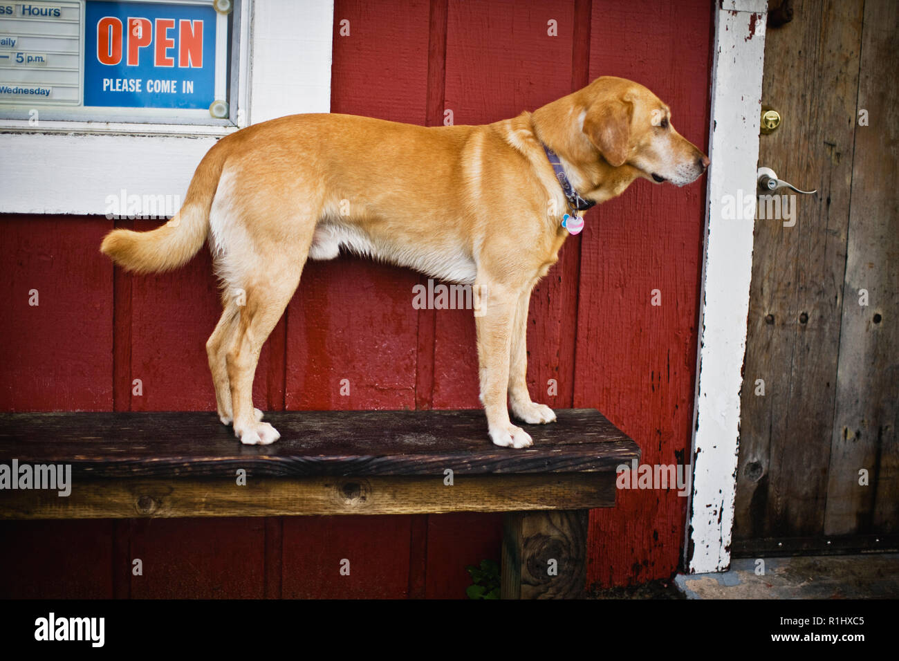 Dog standing on bench outside a shop Stock Photo - Alamy