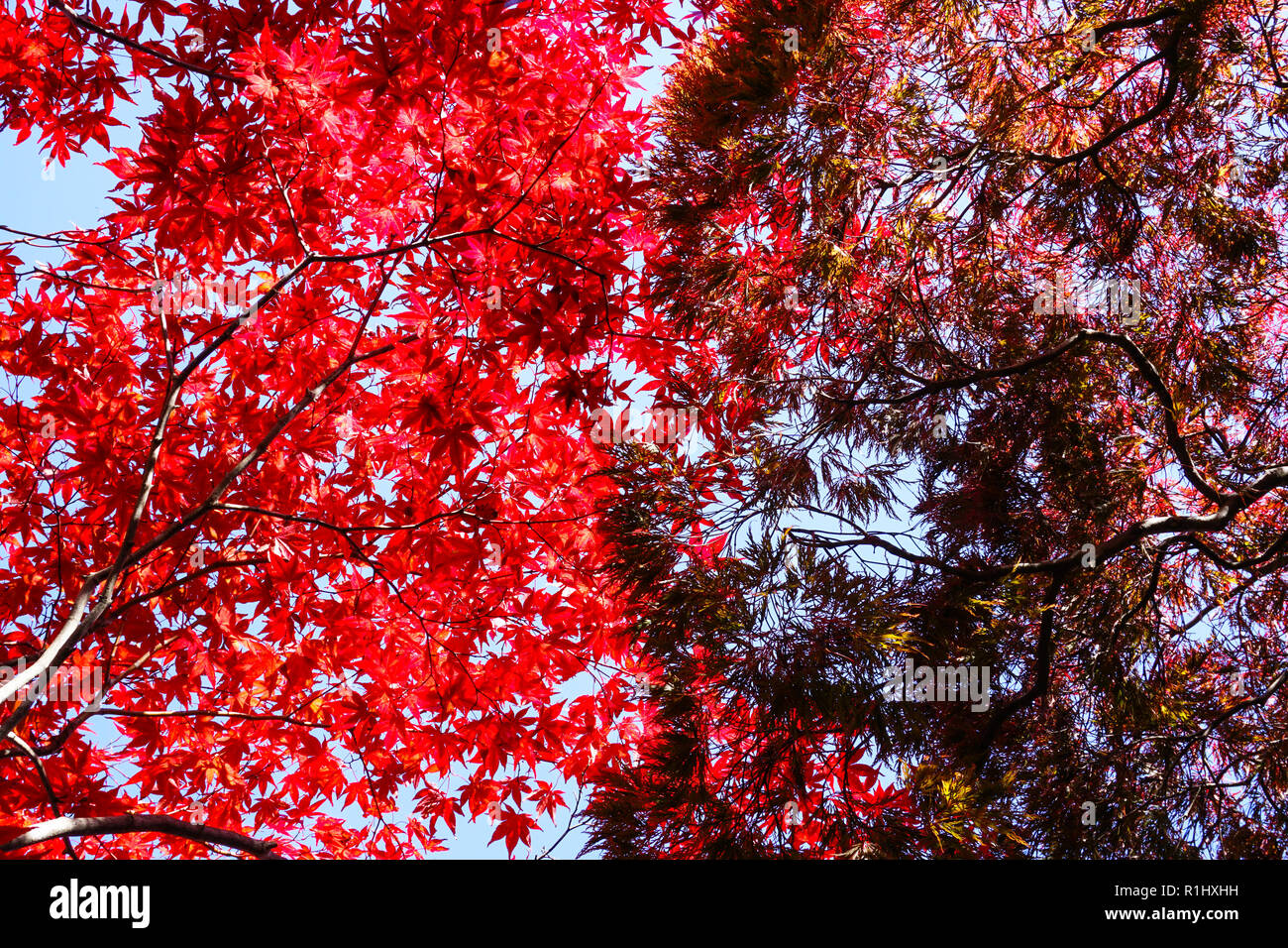 Autumn season colorful of leaves in Sapporo Hokkaido Japan Stock Photo ...