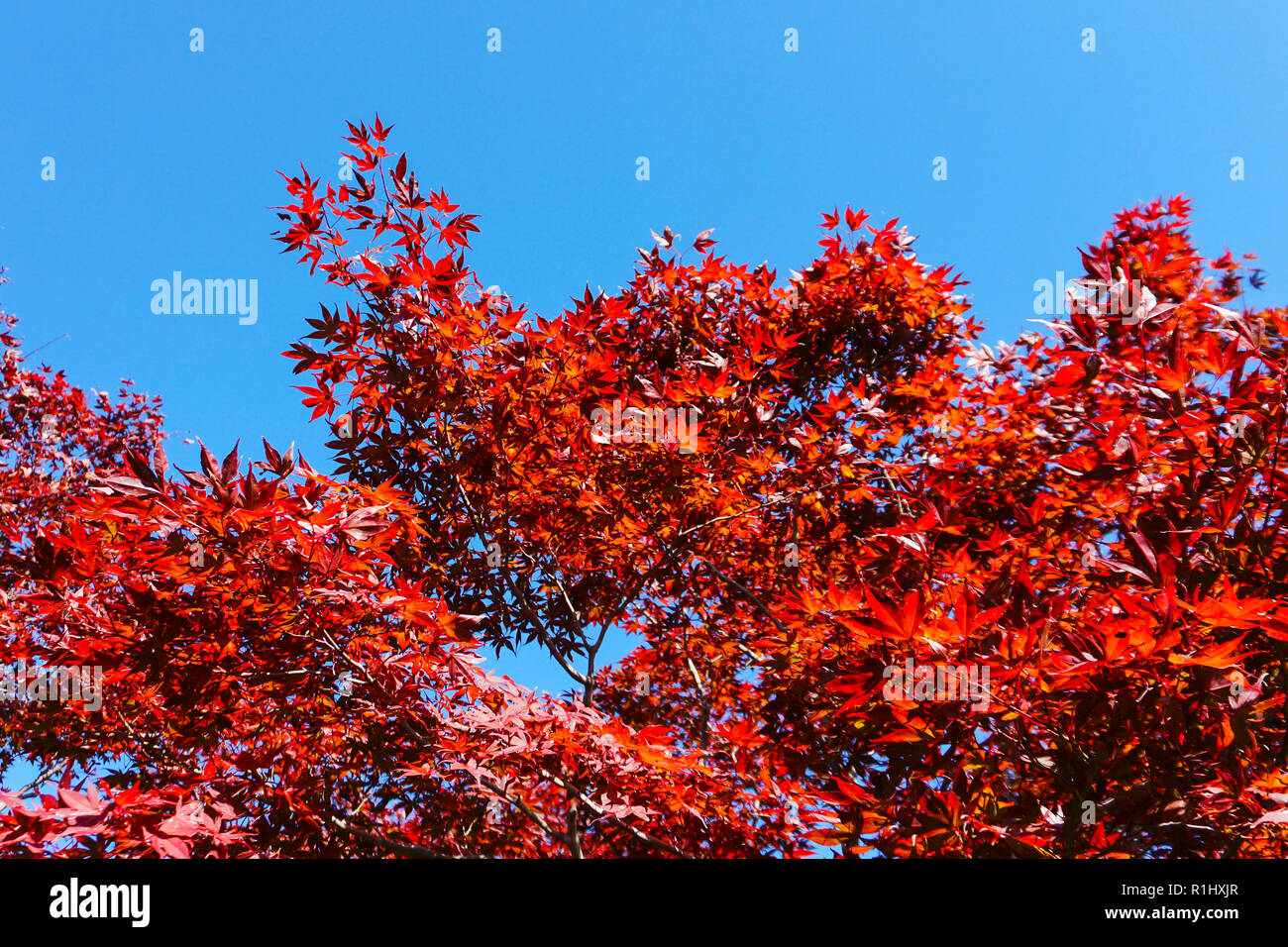 Autumn season colorful of leaves in Sapporo Hokkaido Japan Stock Photo ...