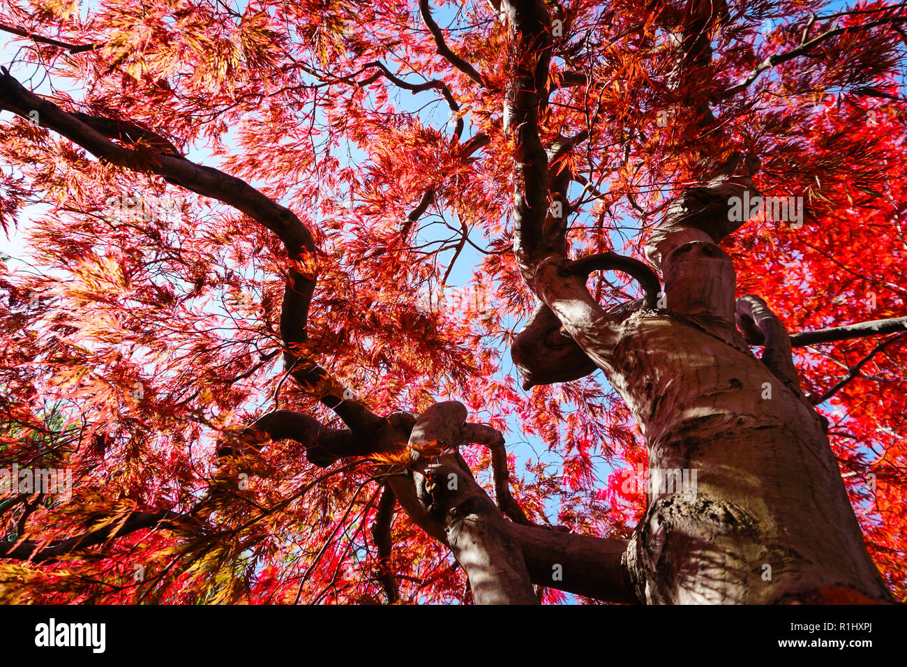 Autumn season colorful of leaves in Sapporo Hokkaido Japan Stock Photo ...