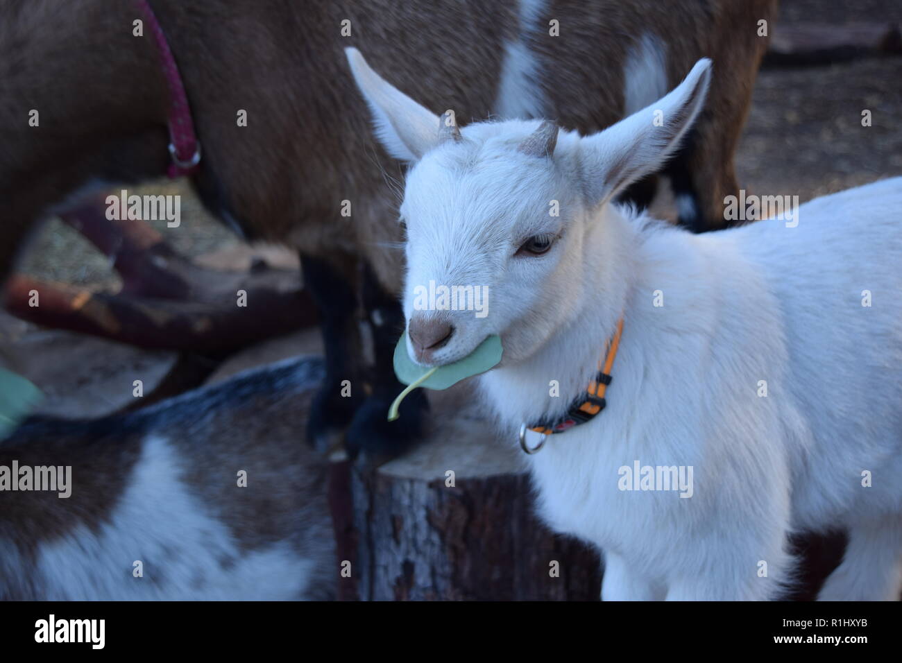 Nigerian dwarf goat hi-res stock photography and images - Alamy