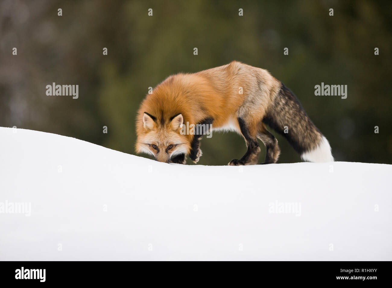 Red fox in the snow Stock Photo - Alamy