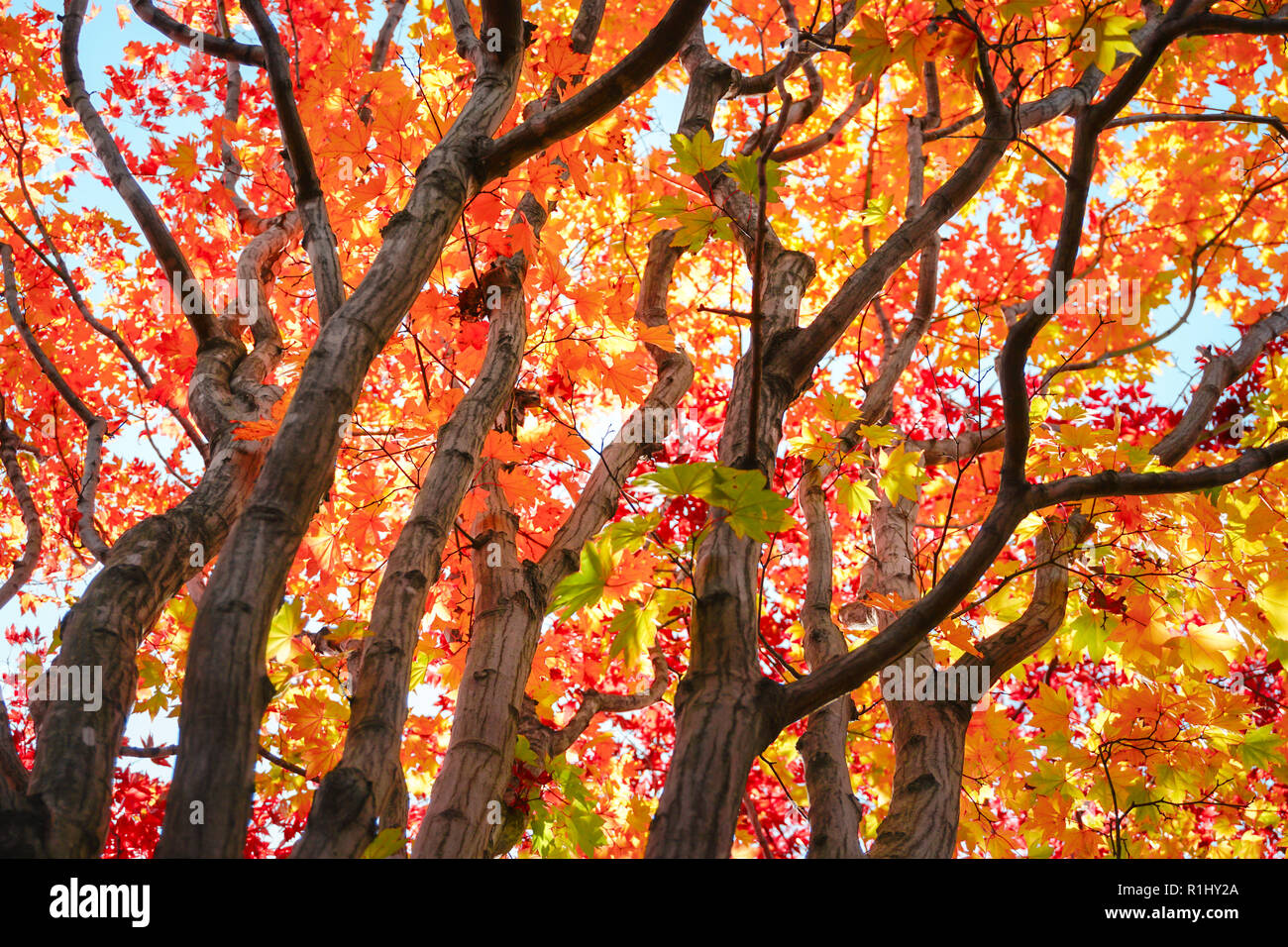 Autumn season colorful of leaves in Sapporo Hokkaido Japan Stock Photo ...